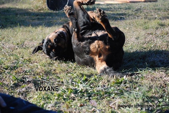 Accueil - Elevage des ops de lif thraser - eleveur de chiens Rottweiler